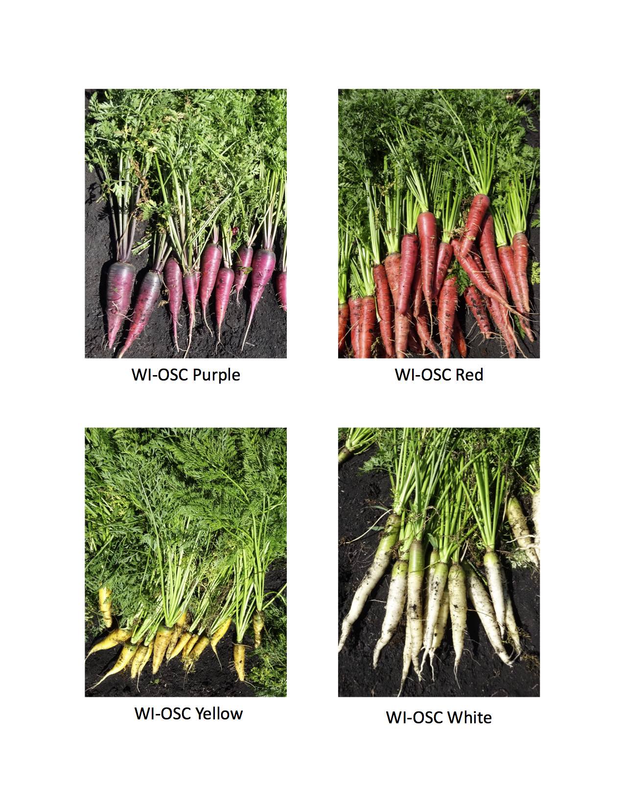 Breeding and Germplasm Releases – Goldman Lab