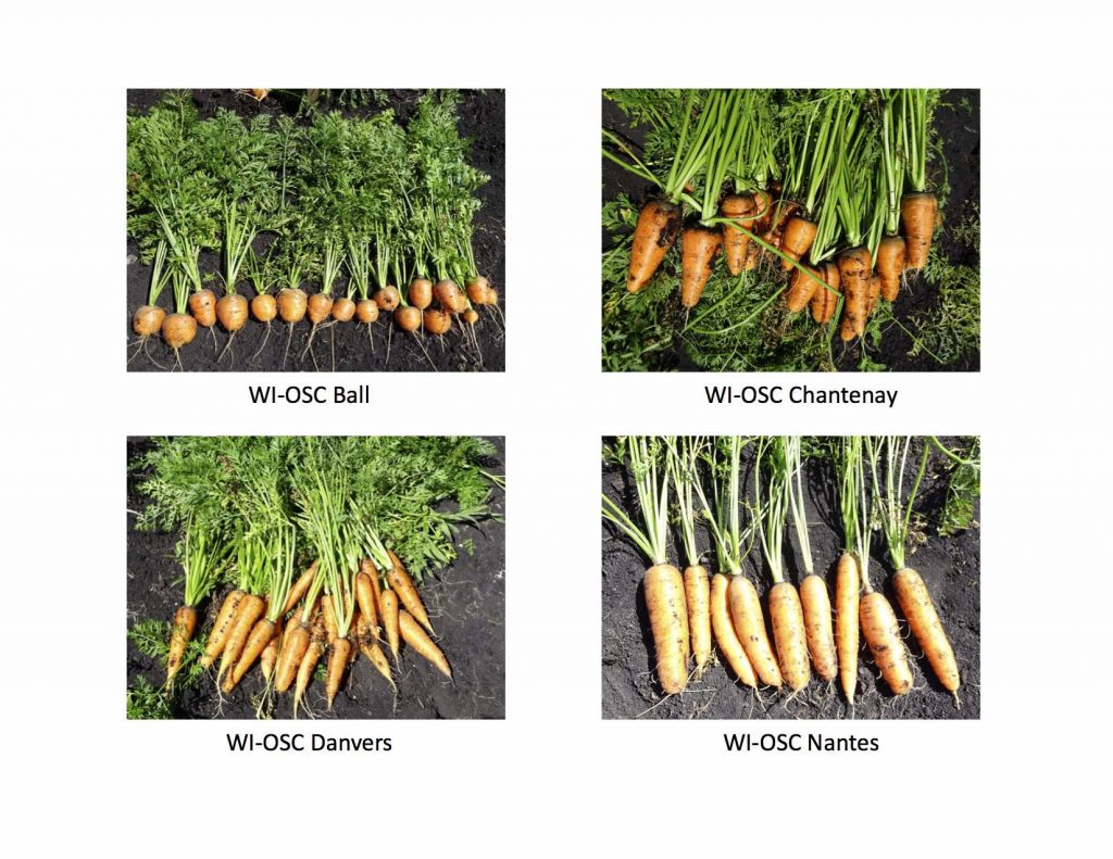 market class pops – Goldman Lab