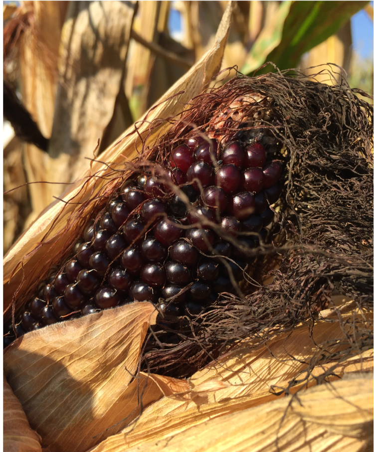 dakota black popcorn – Goldman Lab