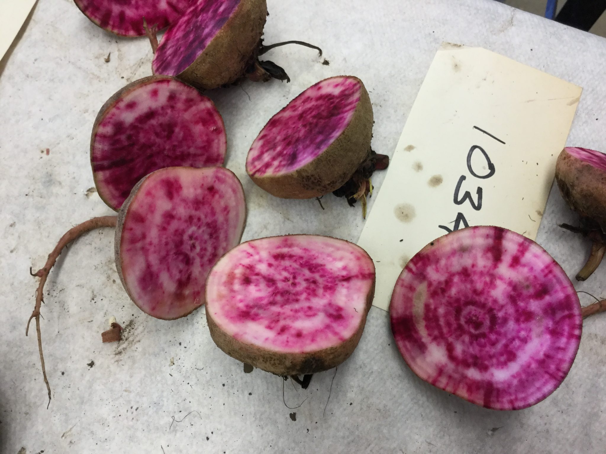 Goldman Lab – Carrot, Onion, and Table Beet Breeding and Genetics