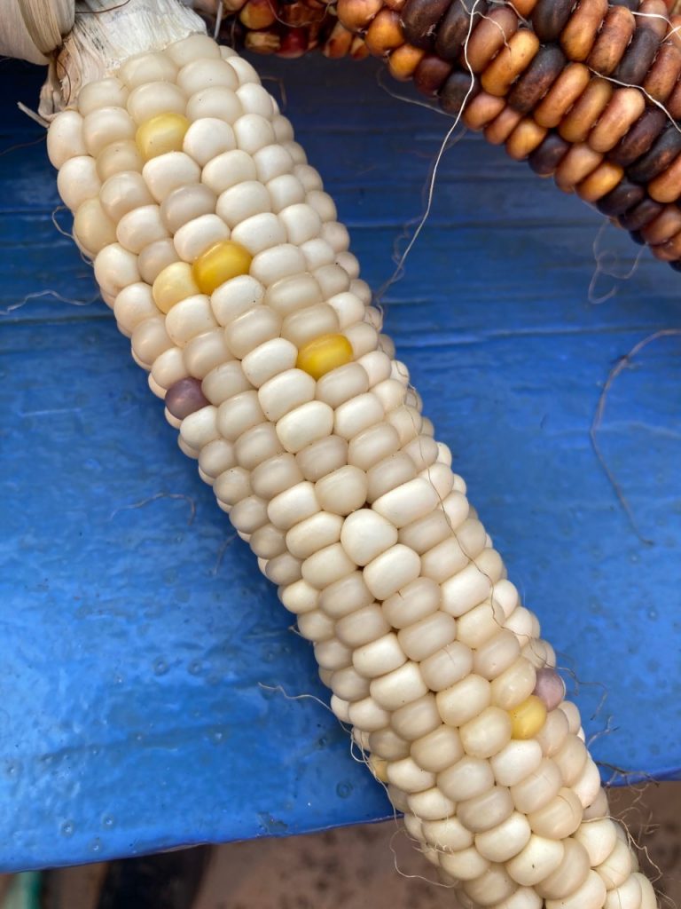 Turtle mountain white corn 2021 – Goldman Lab